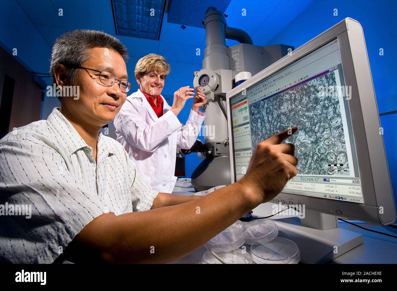 Citrus Greening Disease Research Scientists Using A Transmission Electron Micrograph To Look