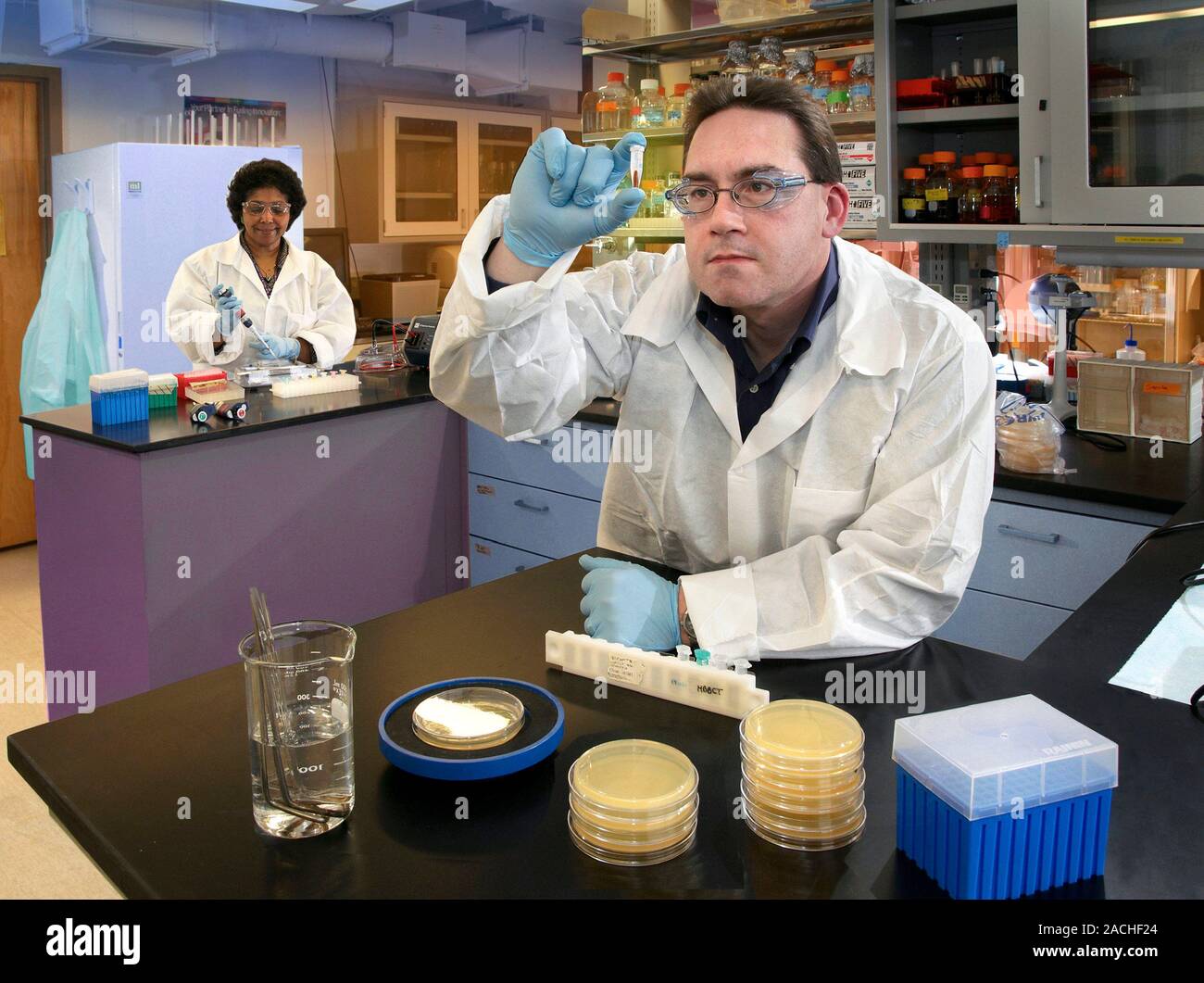 Food pathogen research. Microbiologist inspecting antibody-coated ...