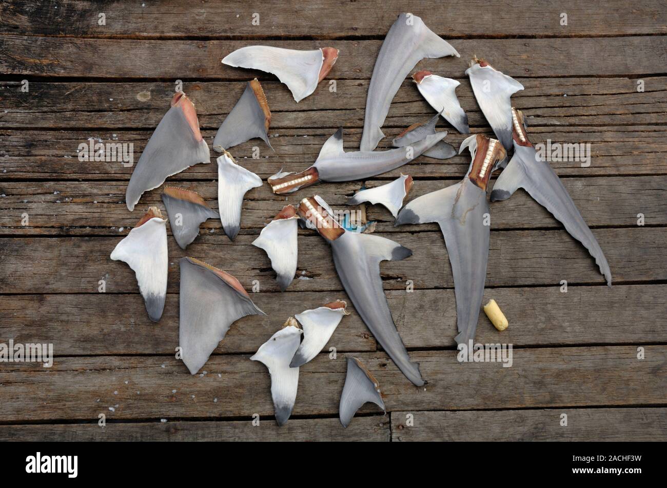 Shark fins drying in sun. Photographed in Semporna, Sabah, Malaysian ...