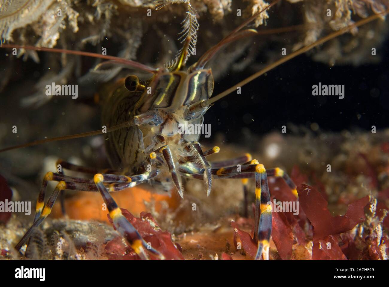 Common prawn. Close-up of a common prawn (Palaemon serratus), showing ...