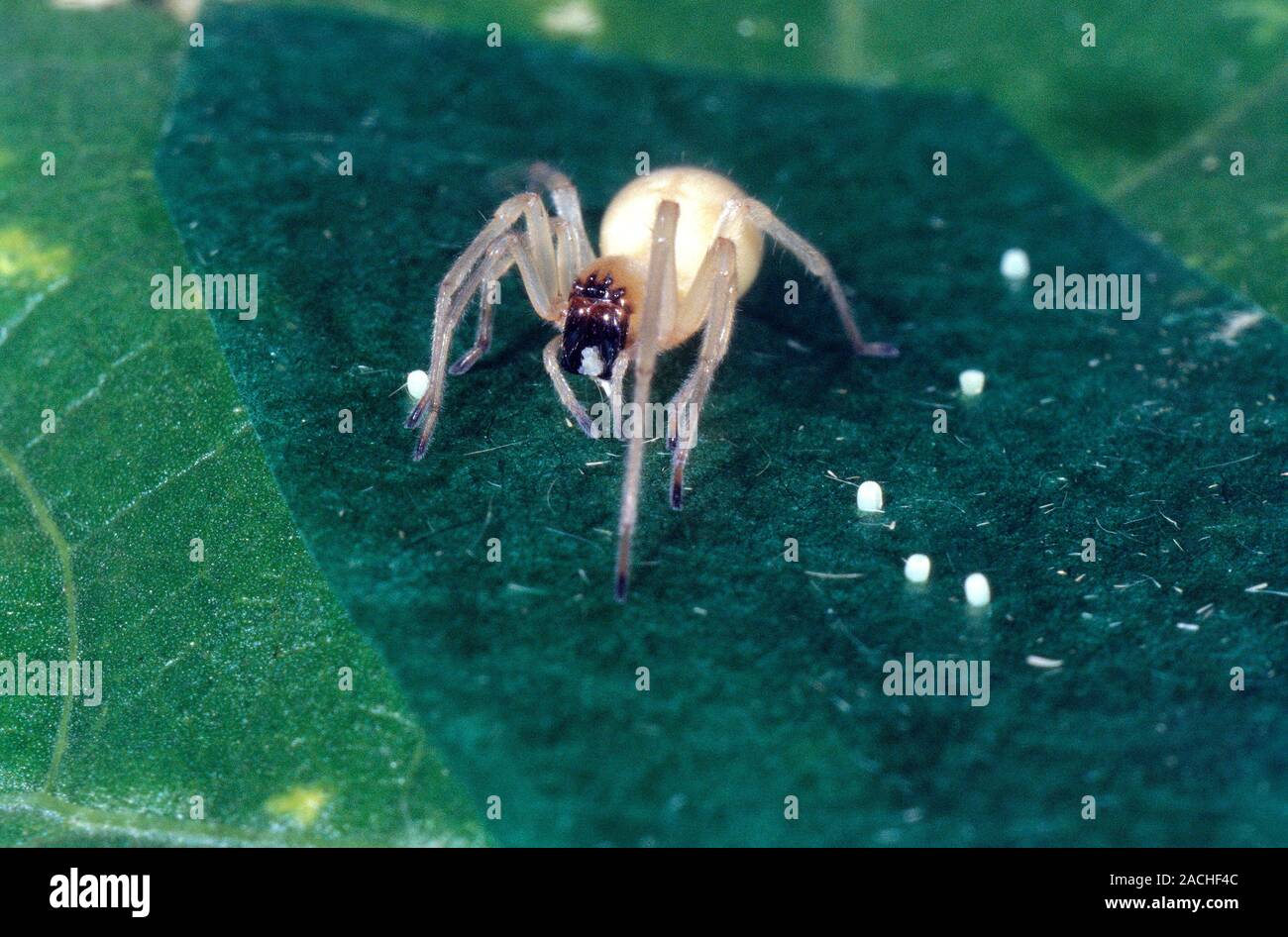 American yellow sac spider (Cheiracanthium inclusum) feeding on cotton ...