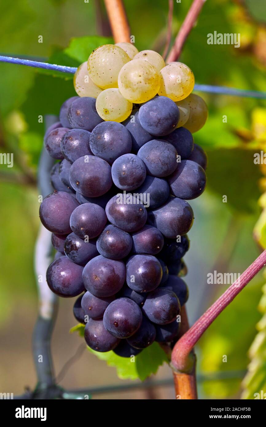 Cross fertilised grapes. Bunch of black and white grapes (Vitis ...