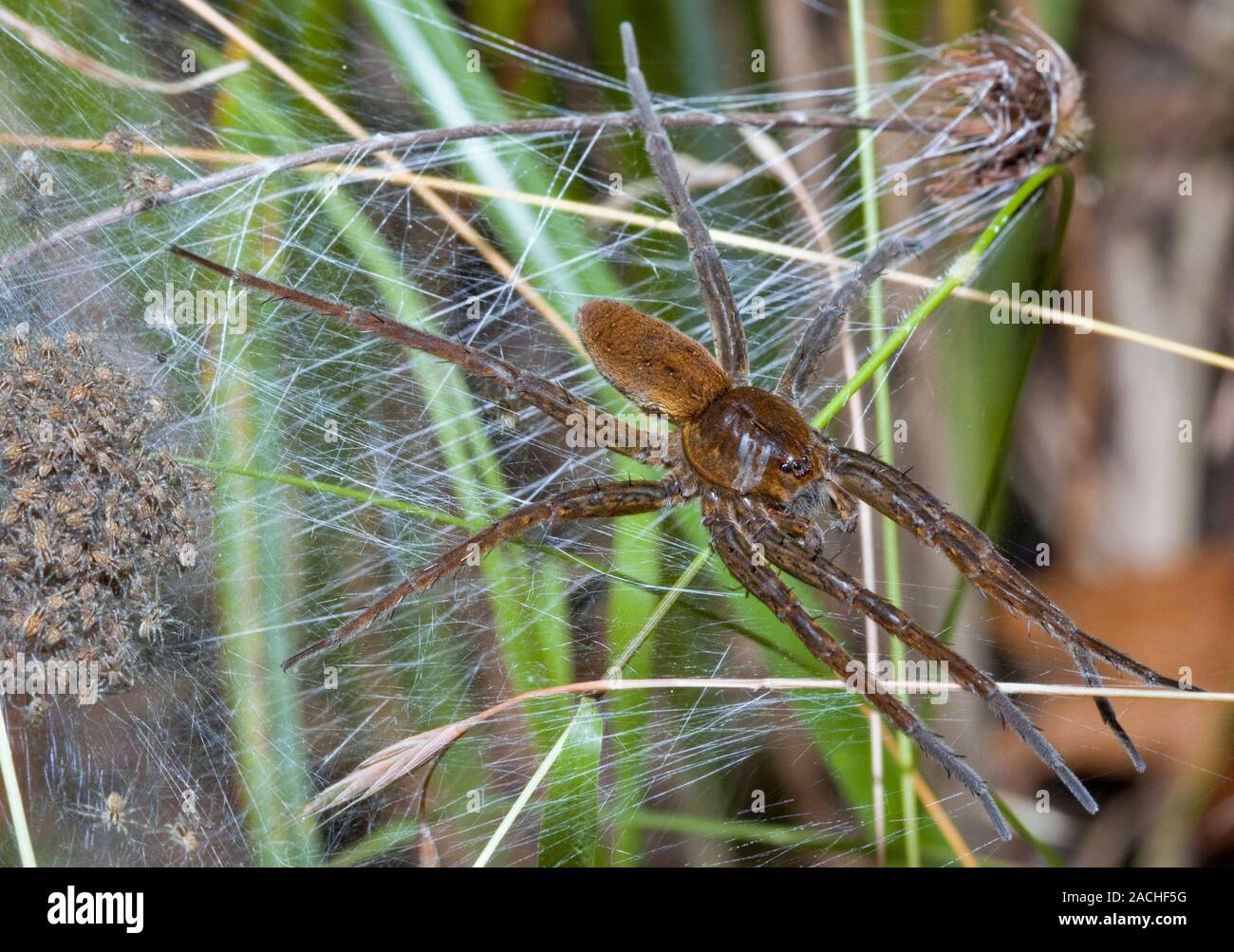 Fen raft spider and young. Female fen raft spider guarding its young ...