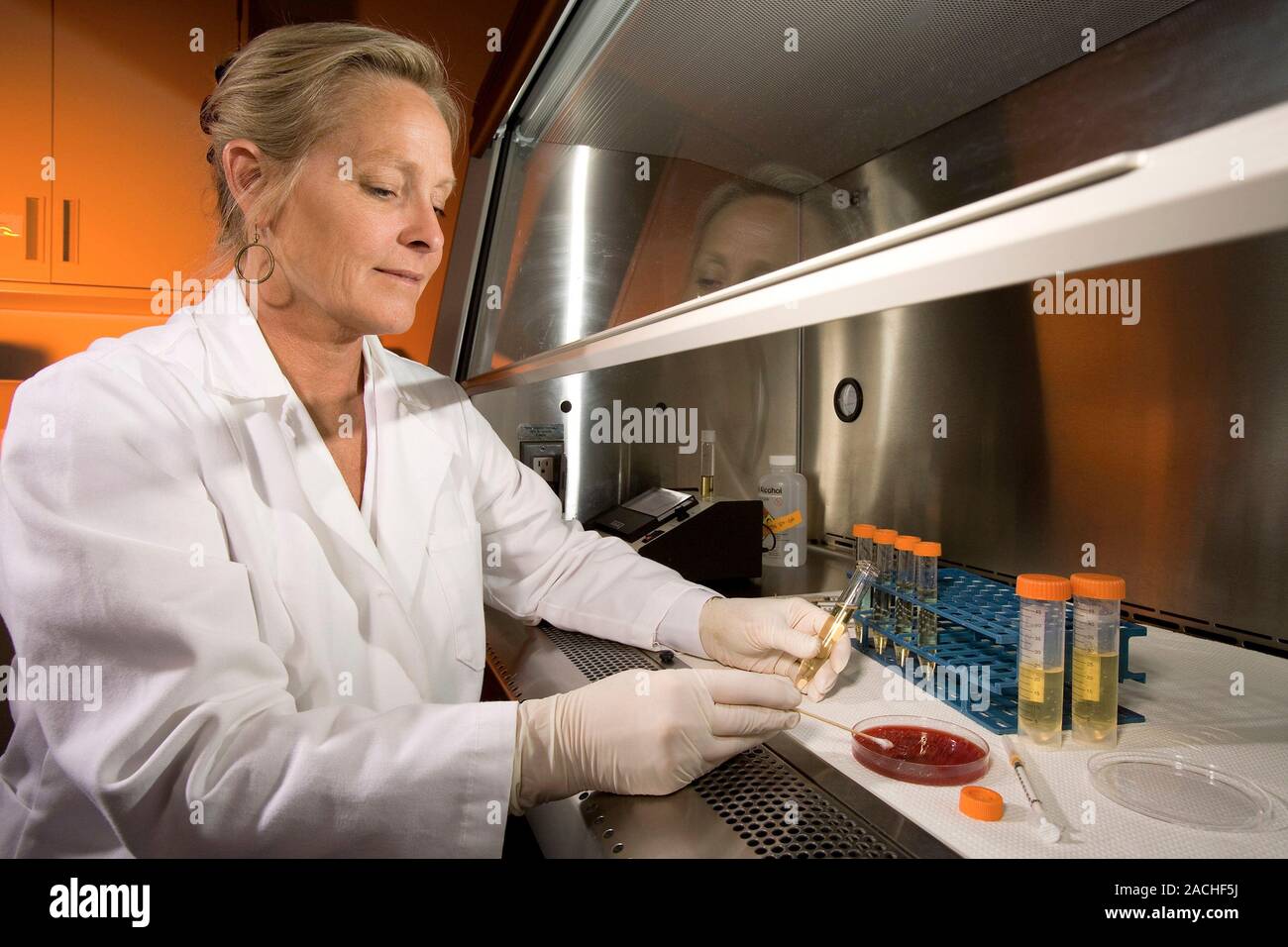 Bacteria research. Microbiologist preparing cultures of bacteria Stock ...