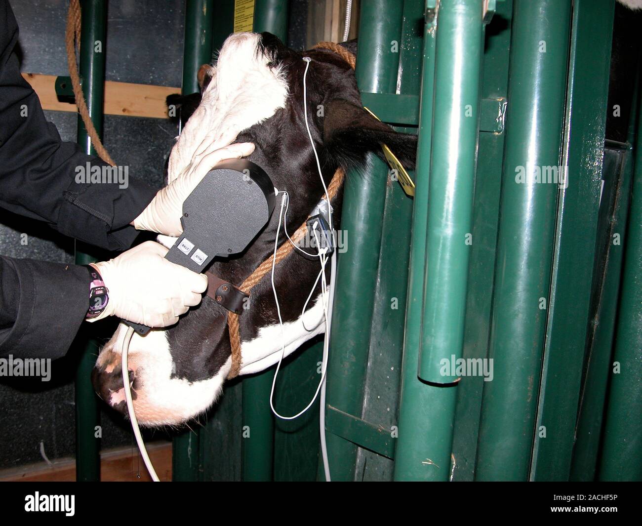 BSE diagnosis. Illuminator being used to flash a light into a cow's eye ...