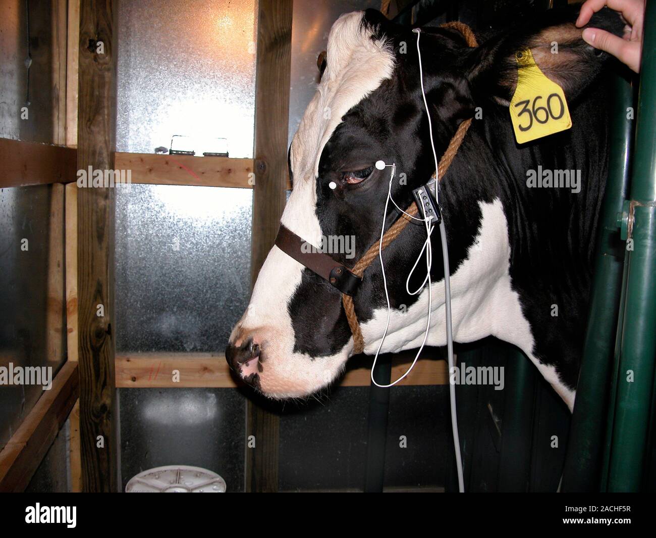 BSE diagnosis. Recoding electrode placed across a cow's eye in ...