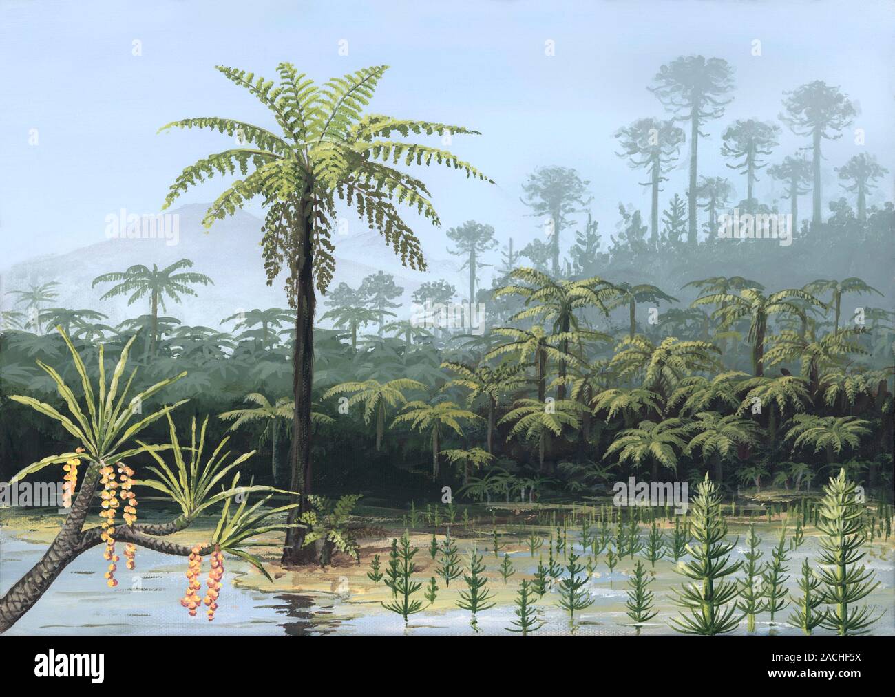 Prehistoric tree ferns. Artwork of tree ferns growing by a lake. Ferns ...