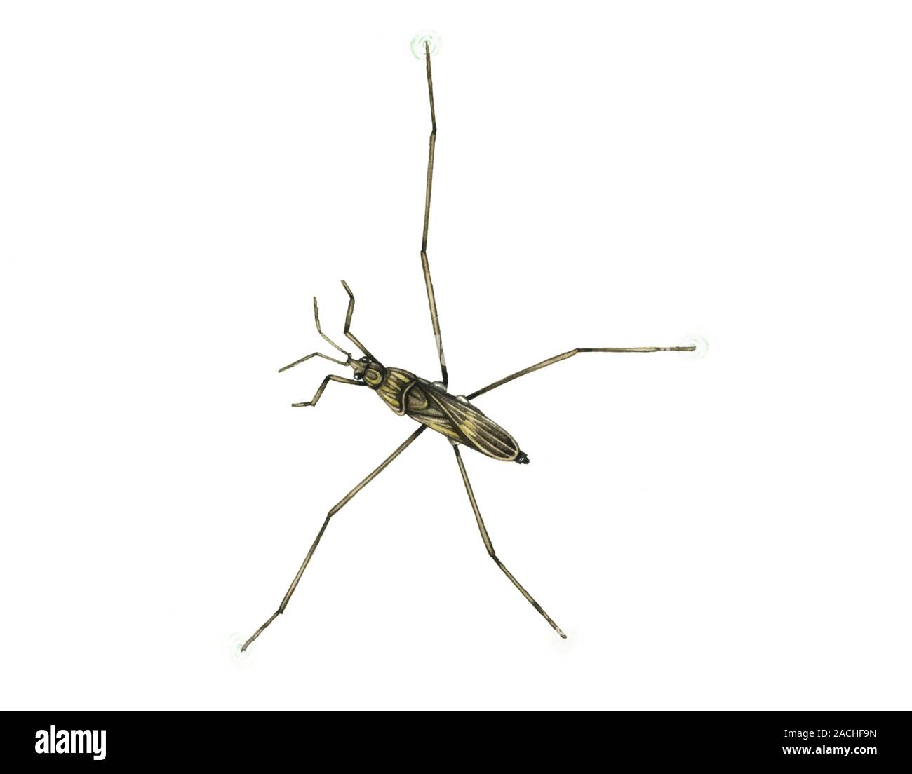 Common pond skater (Gerris lacustris), artwork. This freshwater aquatic ...