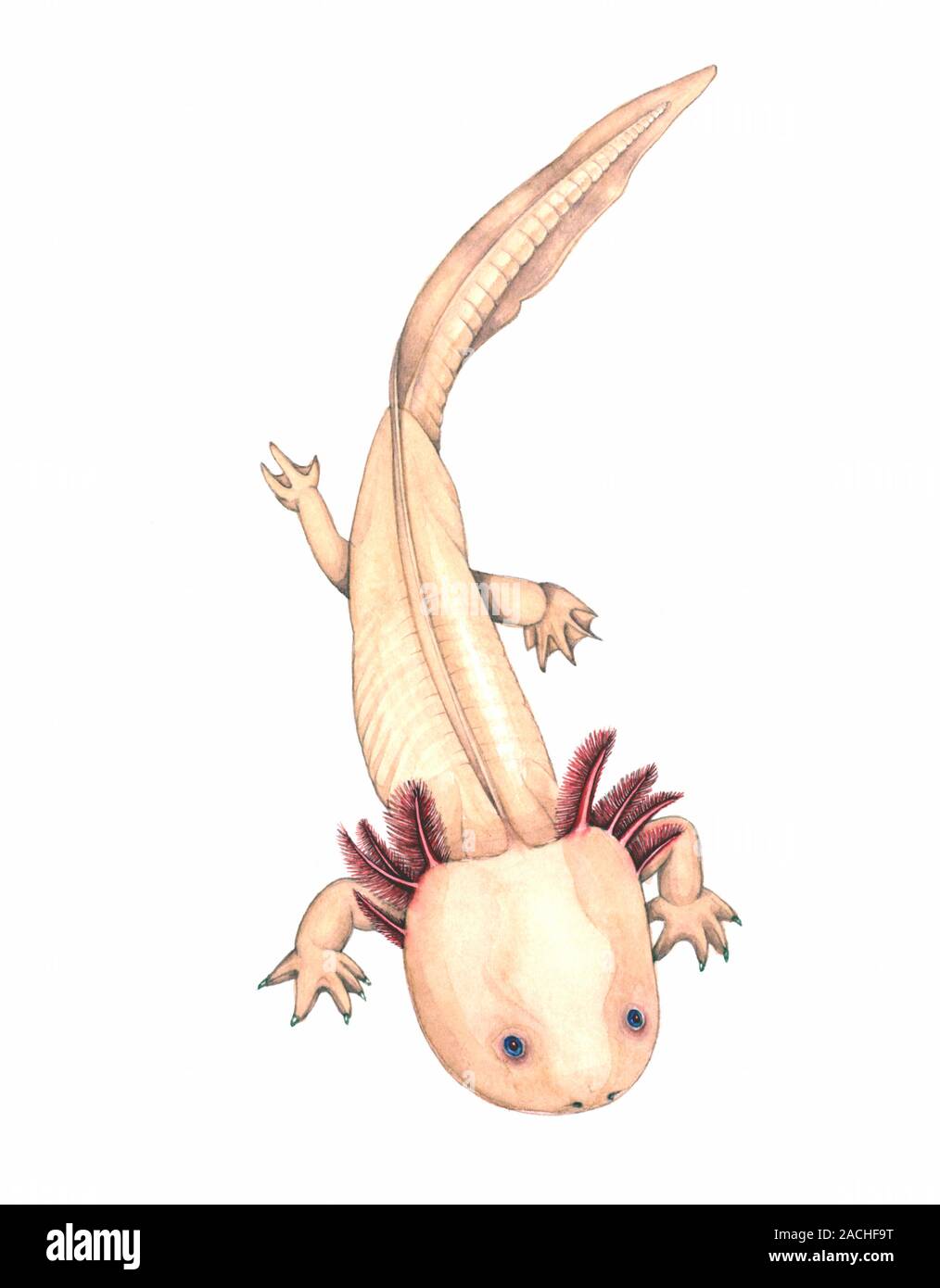 Axolotl (Ambystoma mexicanum), artwork. This aquatic freshwater ...