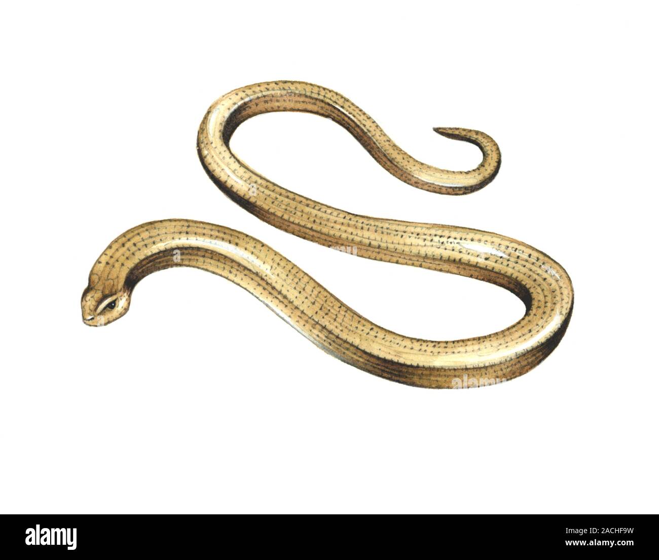 Slow worm (Anguis fragilis), artwork. This reptile, native to Eurasia ...