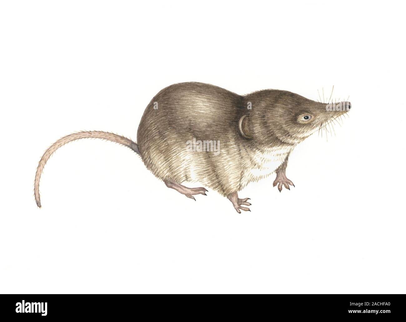 Eurasian pygmy shrew (Sorex minutus), artwork. This small mammal is ...
