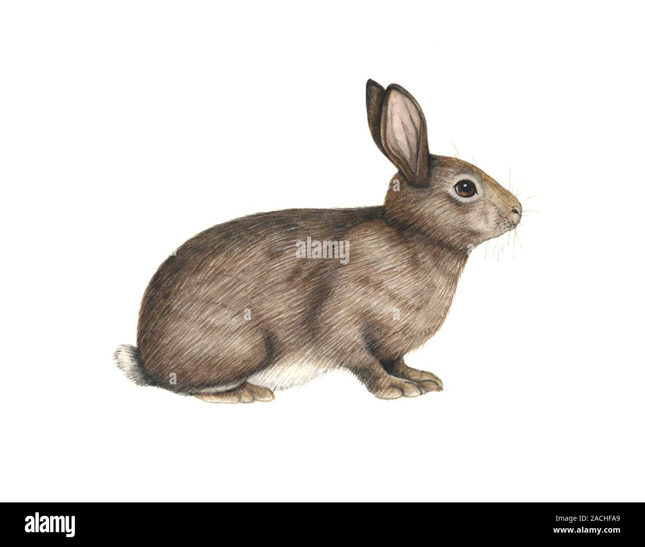 European rabbit (Oryctolagus cuniculus), artwork. This is a herbivorous ...