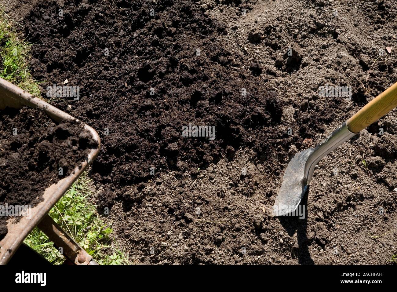 Digging in well-rotted horse manure to improve soil structure, provide ...