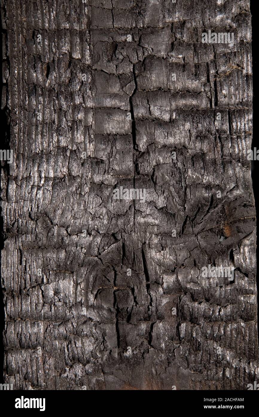 Example of wood which has been subject to high heat but where ...