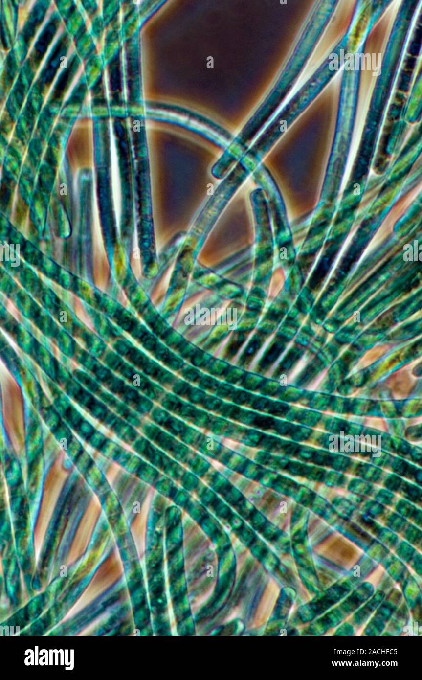 Oscillatoria animalis cyanobacteria, phase contrast (PC) micrograph ...