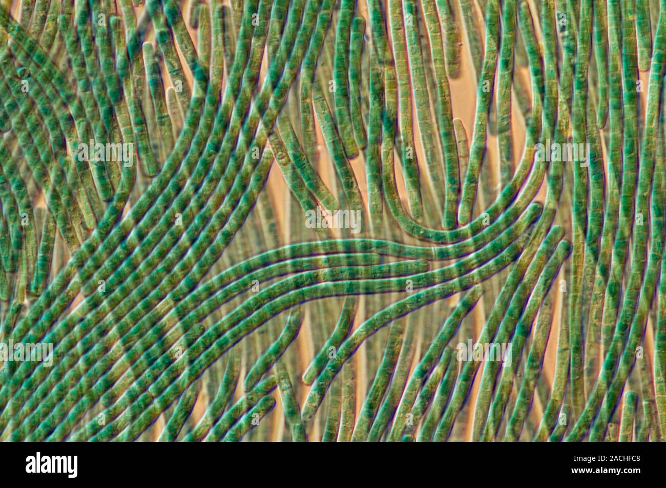 Oscillatoriales Cyanobacteria Establishment Of The Family Zarkiaceae