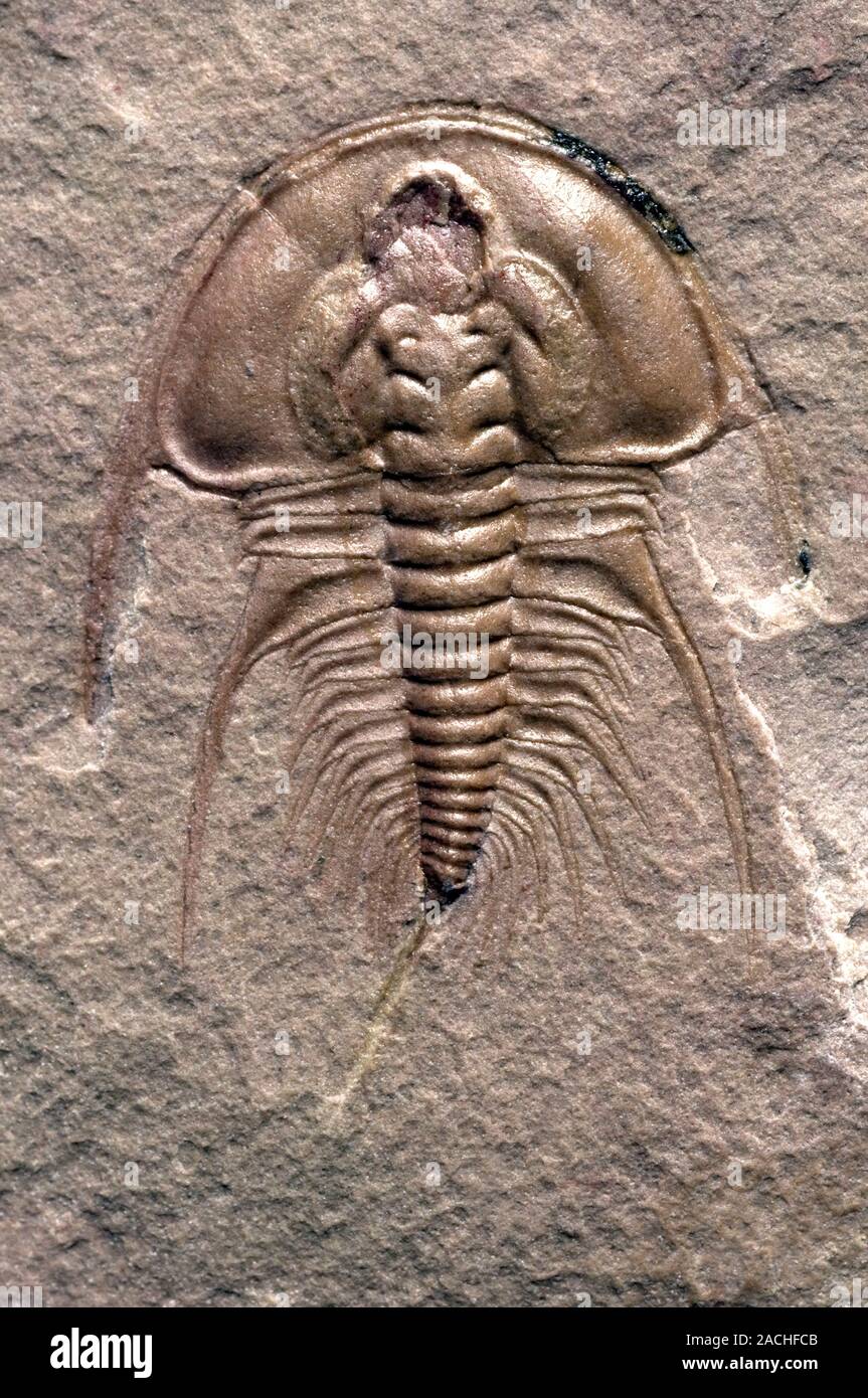 Olenellus gilberti trilobite fossil. Trilobites were arthropods that ...