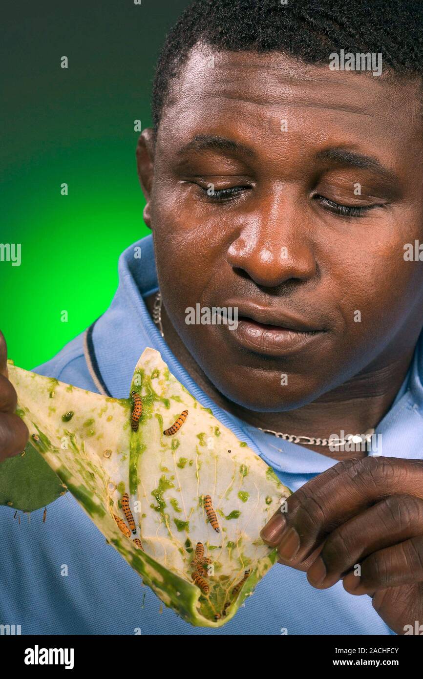 Cactus moth infestation. Entomologist examining a prickly pear (Opuntia ...