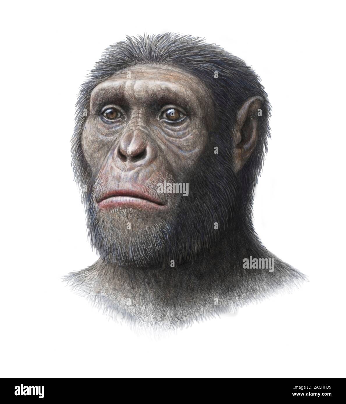 Australopithecus sediba. Artwork of the head of a juvenile male ...