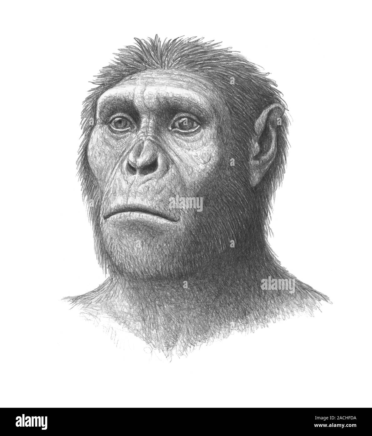 Australopithecus sediba. Artwork of the head of a juvenile male ...