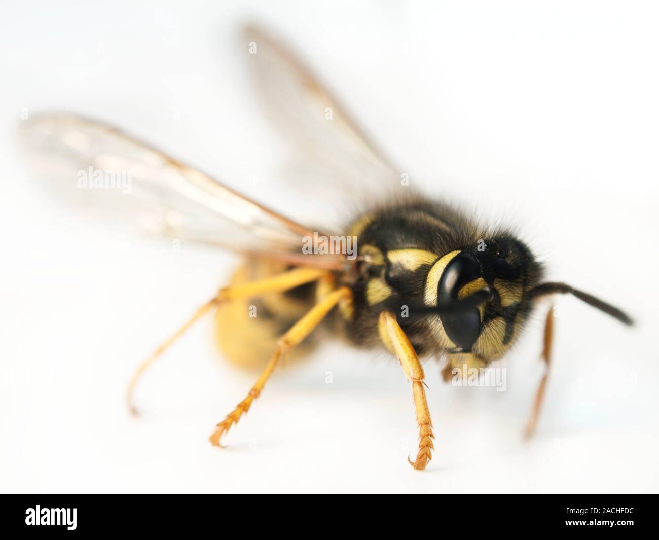 Common wasp (Vespula vulgaris). The common wasp is a social insect that ...