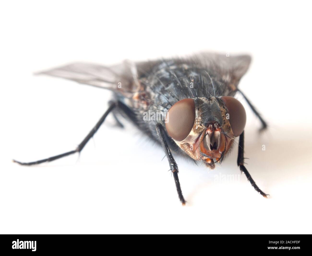 House fly (Musca domestica Stock Photo - Alamy
