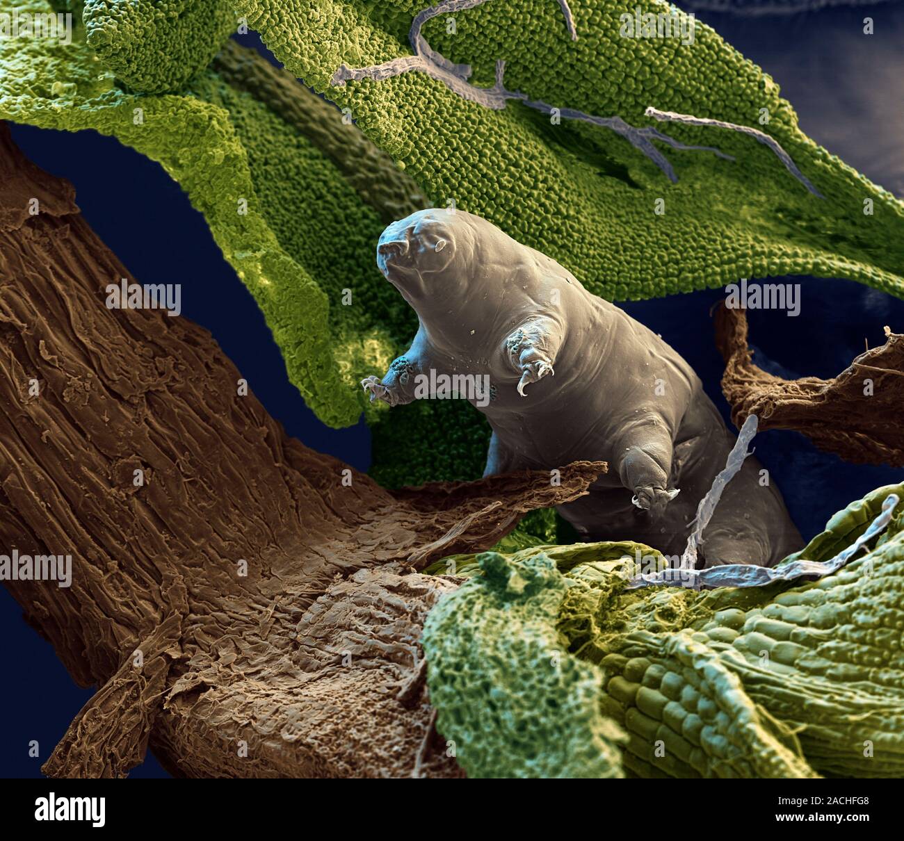 Water bear (Macrobiotus sapiens) in moss. Coloured scanning electron ...