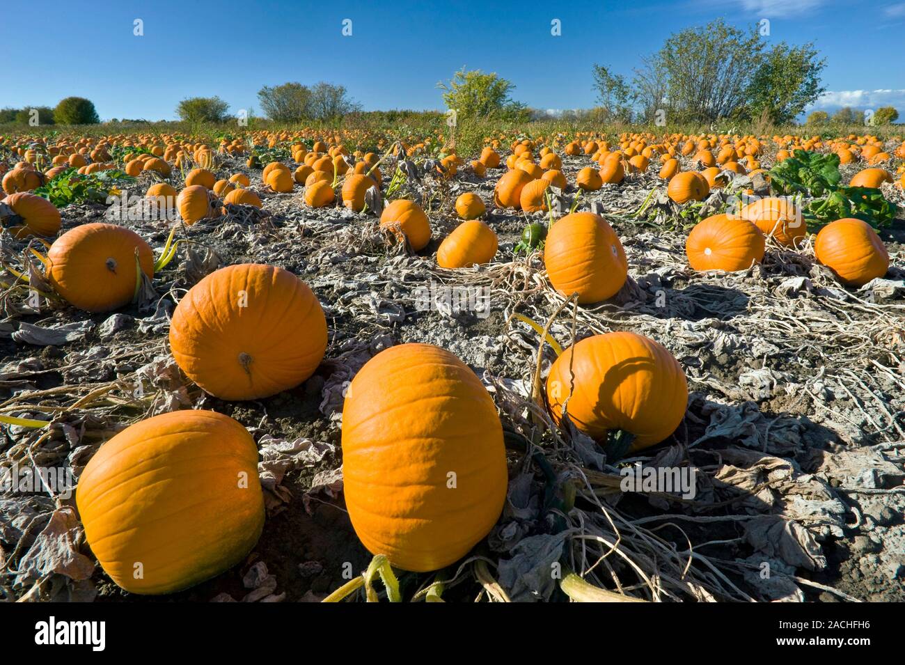 Field of pumpkins (genus Cucurbita). Pumpkins are grown for their pulpy ...