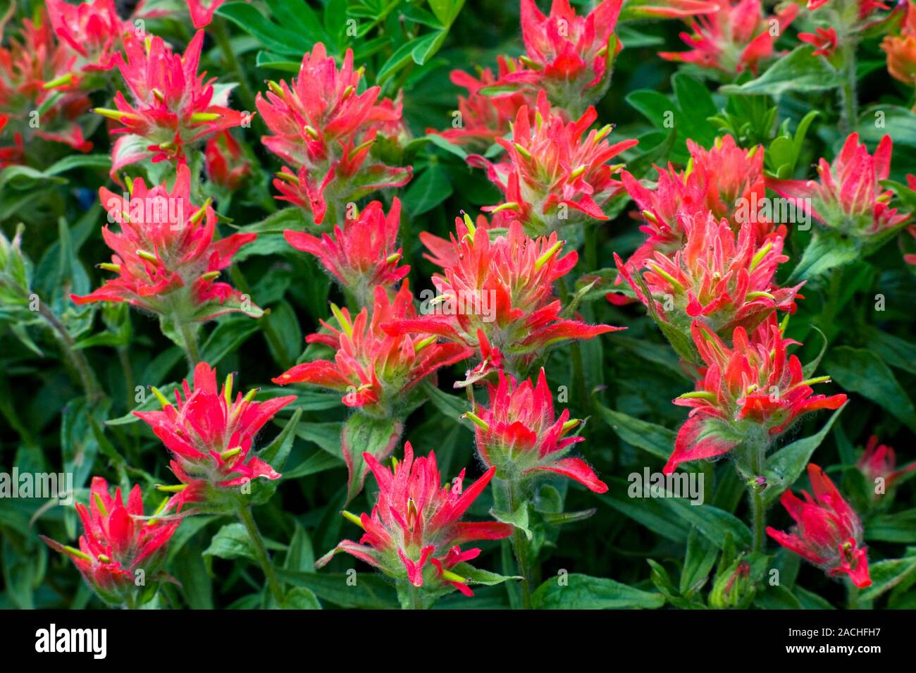 Indian paintbrush flowers (Castilleja sp.). This flower was named for ...