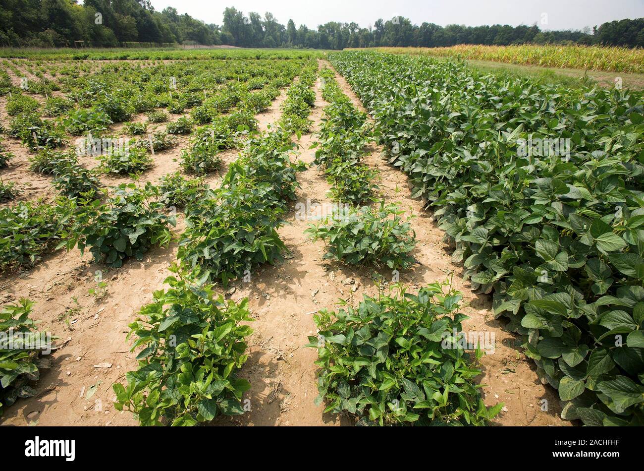 Cross-bred soybean (Glycine max) plants. Field of soy plants that have ...