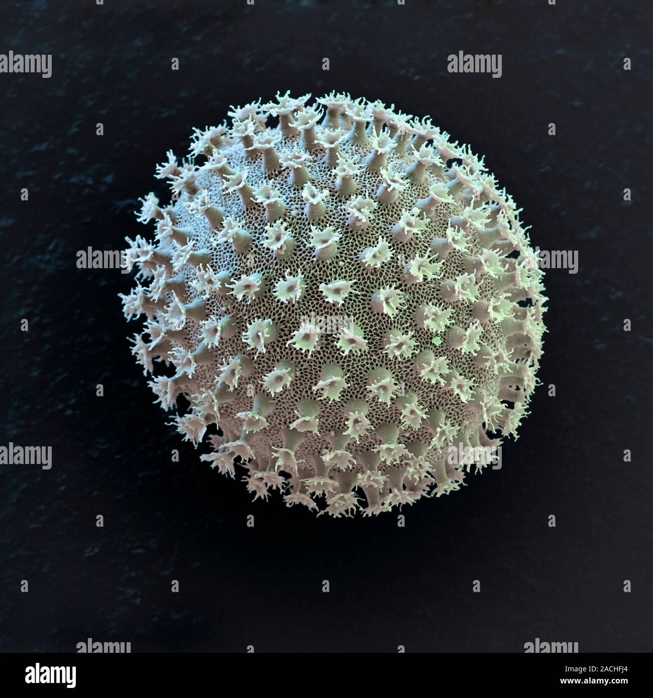 Water bear (Macrobiotus sapiens) egg, coloured scanning electron ...