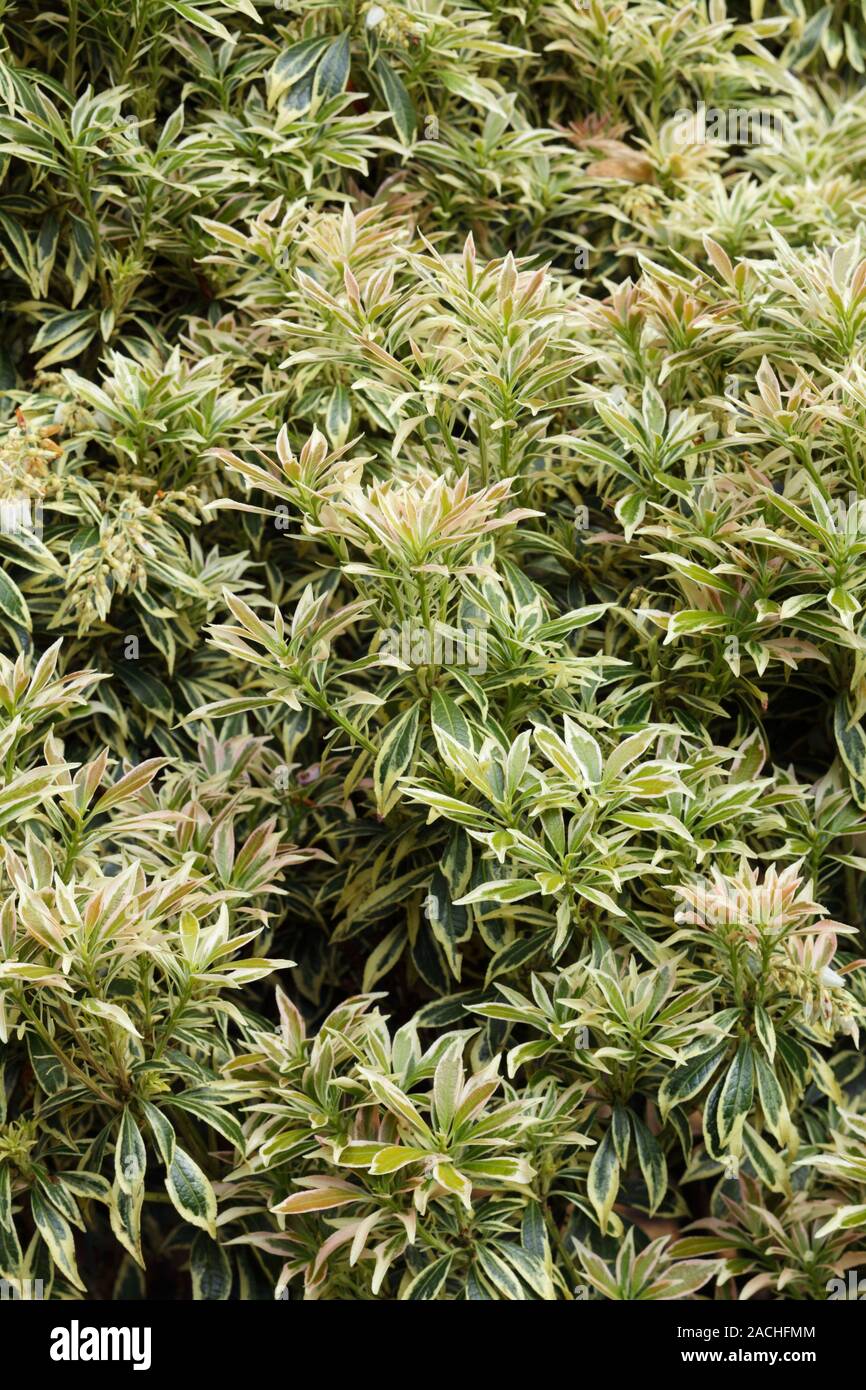 Pieris japonica 'Variegata' Stock Photo - Alamy