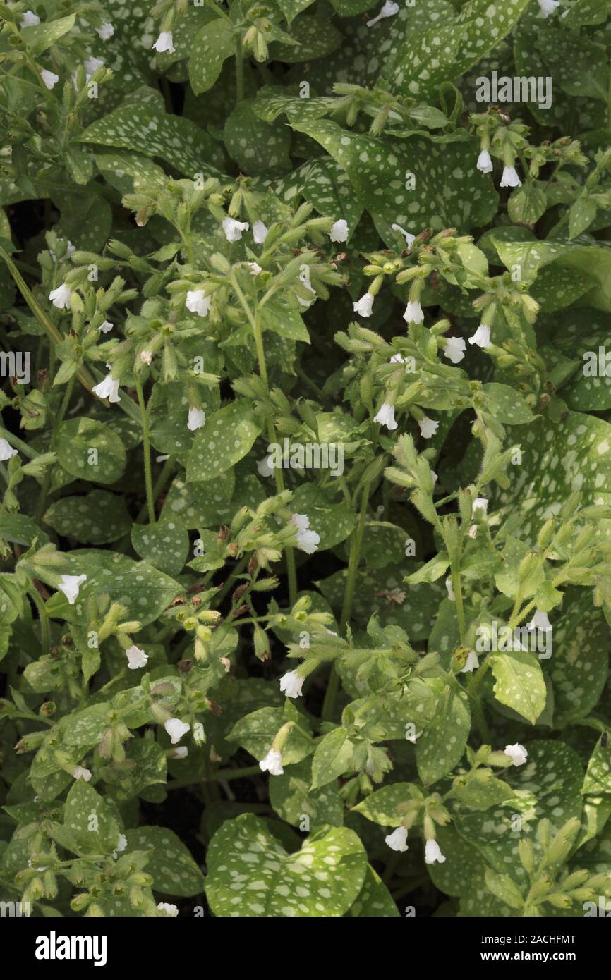 Ornamental lungwort (Pulmonaria officinalis 'Sissinghurst White' Stock ...
