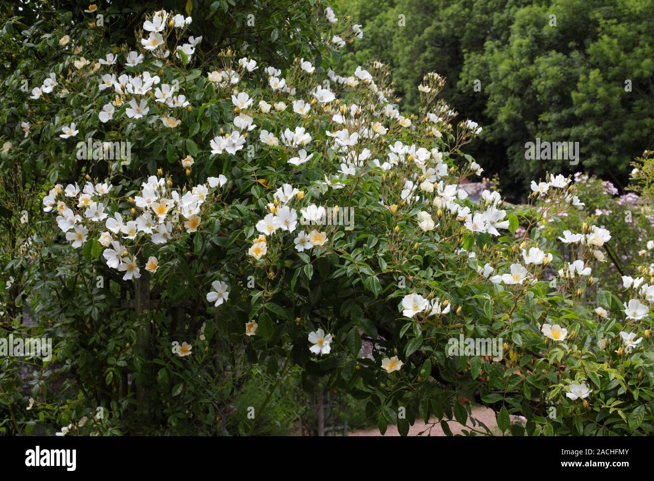 Rosa 'Wedding Day' growing up wooden pillar and along a rope swag Stock ...