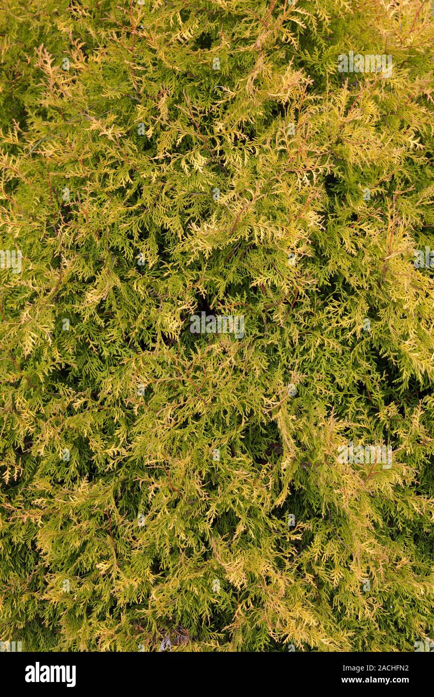 Thuja occidentalis 'Rheingold' AGM - closeup of ornamental foliage ...