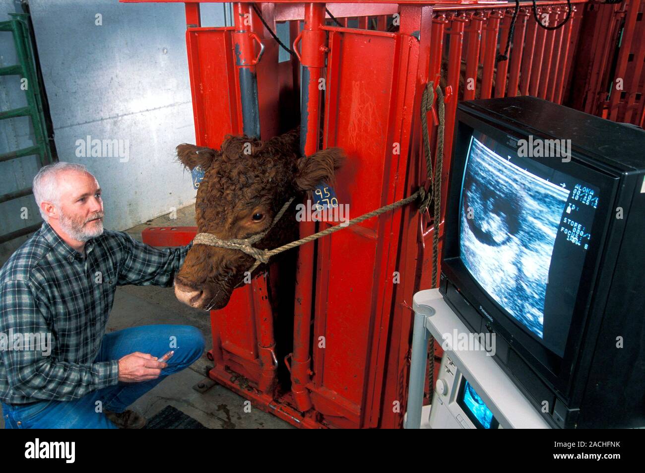 Cow fertility research. Reproductive physiologist preparing to take a ...
