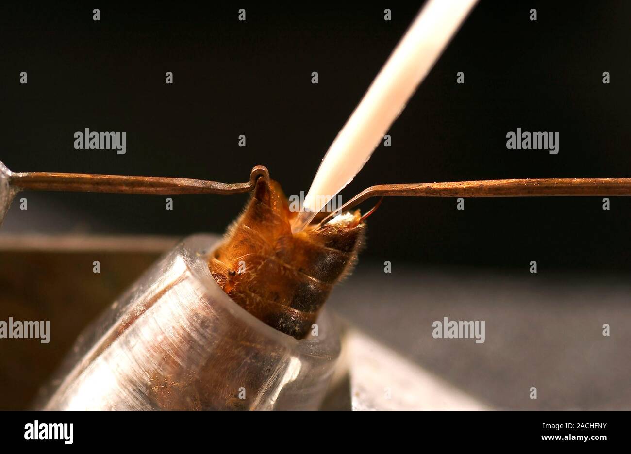 Selective breeding of honey bees (Apis sp.). Honey bee semen about to ...