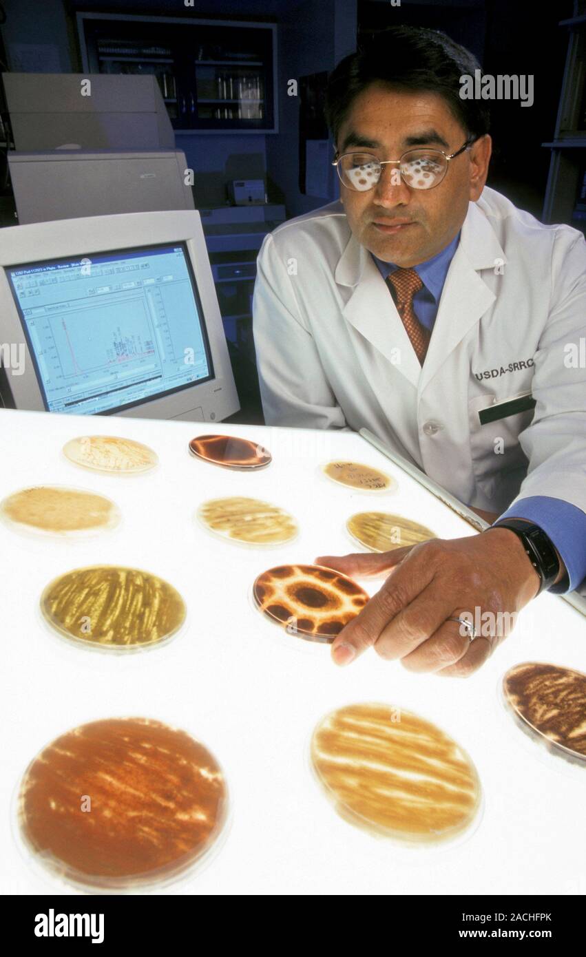 Toxic fungus research. Geneticist examining dishes containing pigmented ...