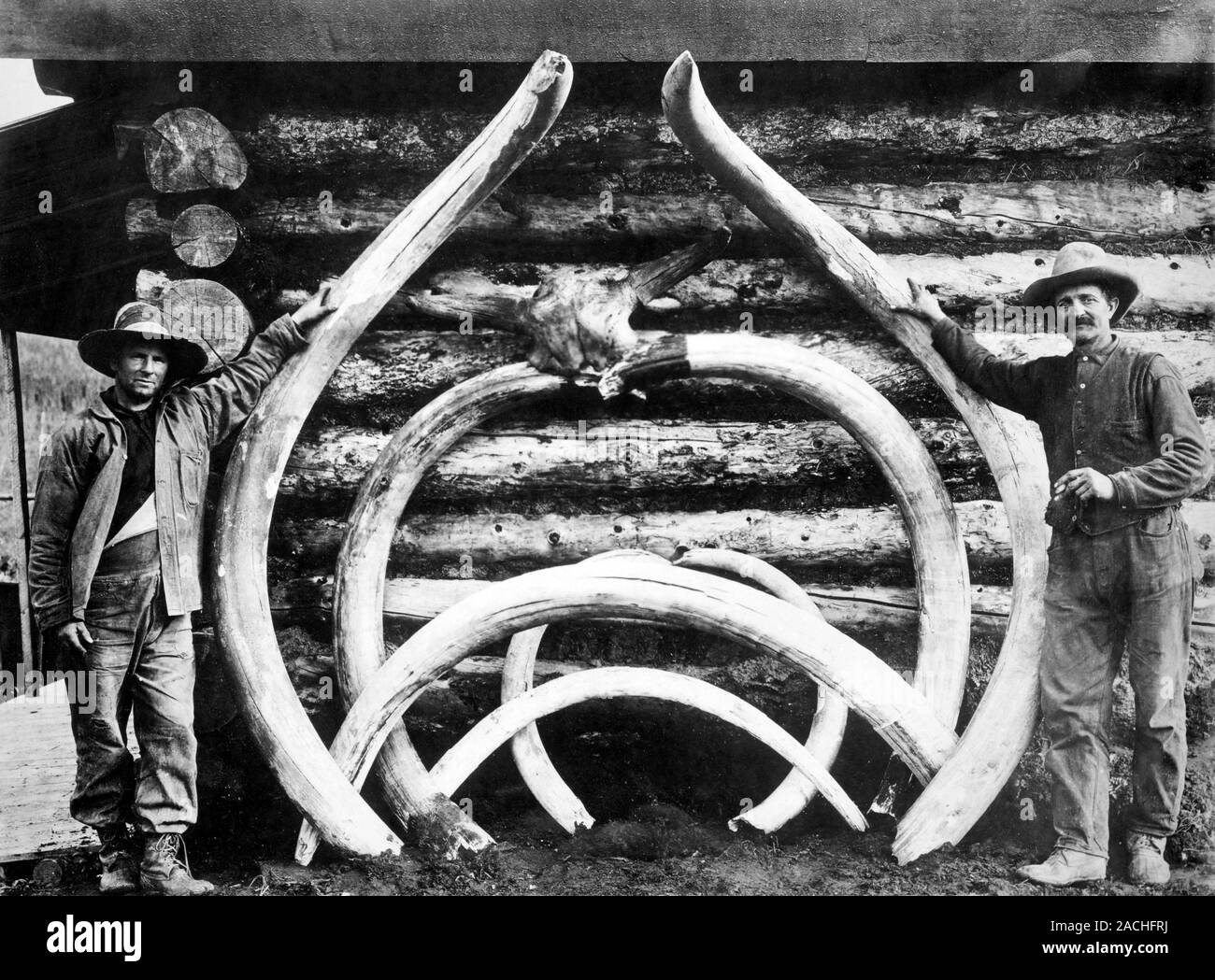 Excavated mastodon bones, Alaska, USA. Mastodons were tusked elephant ...