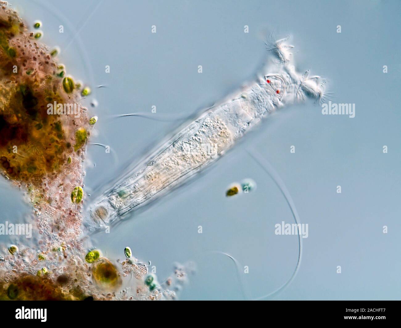 Rotifer. Light micrograph of a Philodina sp. rotifer. Rotifers are ...