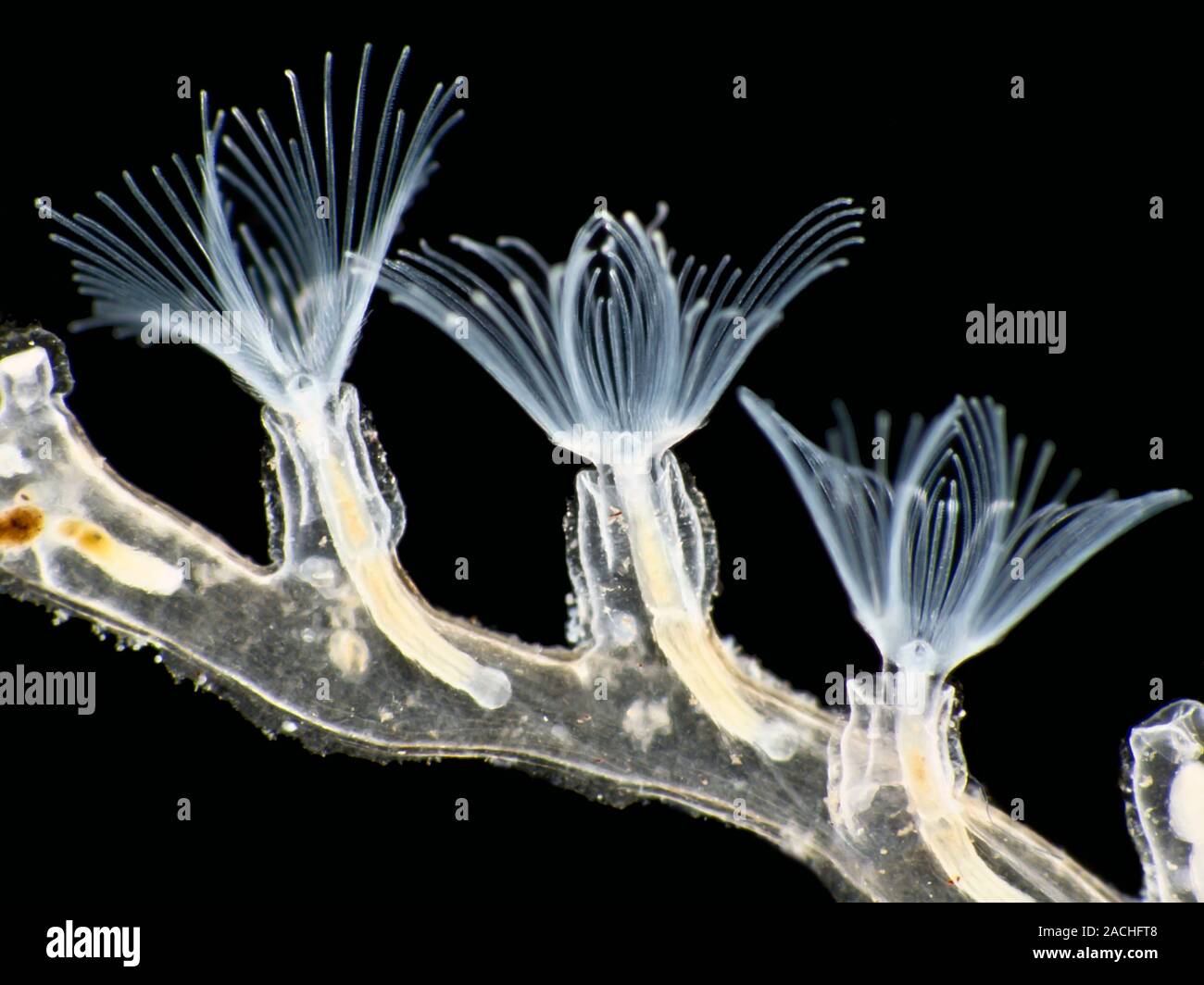 Bryozoa. Light micrograph of Plumatella repens bryozoa. Plumatella is a ...
