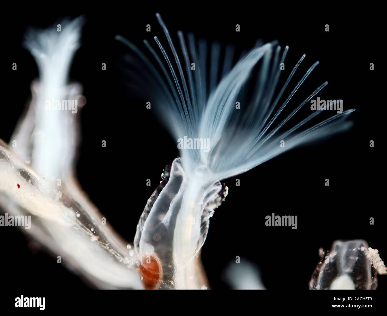 Bryozoa. Light micrograph of Plumatella repens bryozoa. Plumatella is a ...
