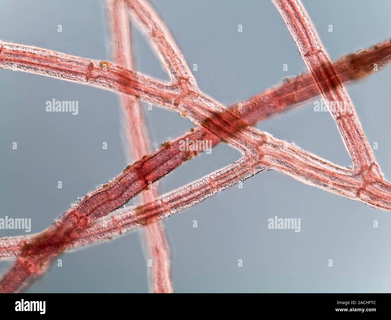 Red algae. Light micrograph of filaments of the red alga Polysiphonia ...