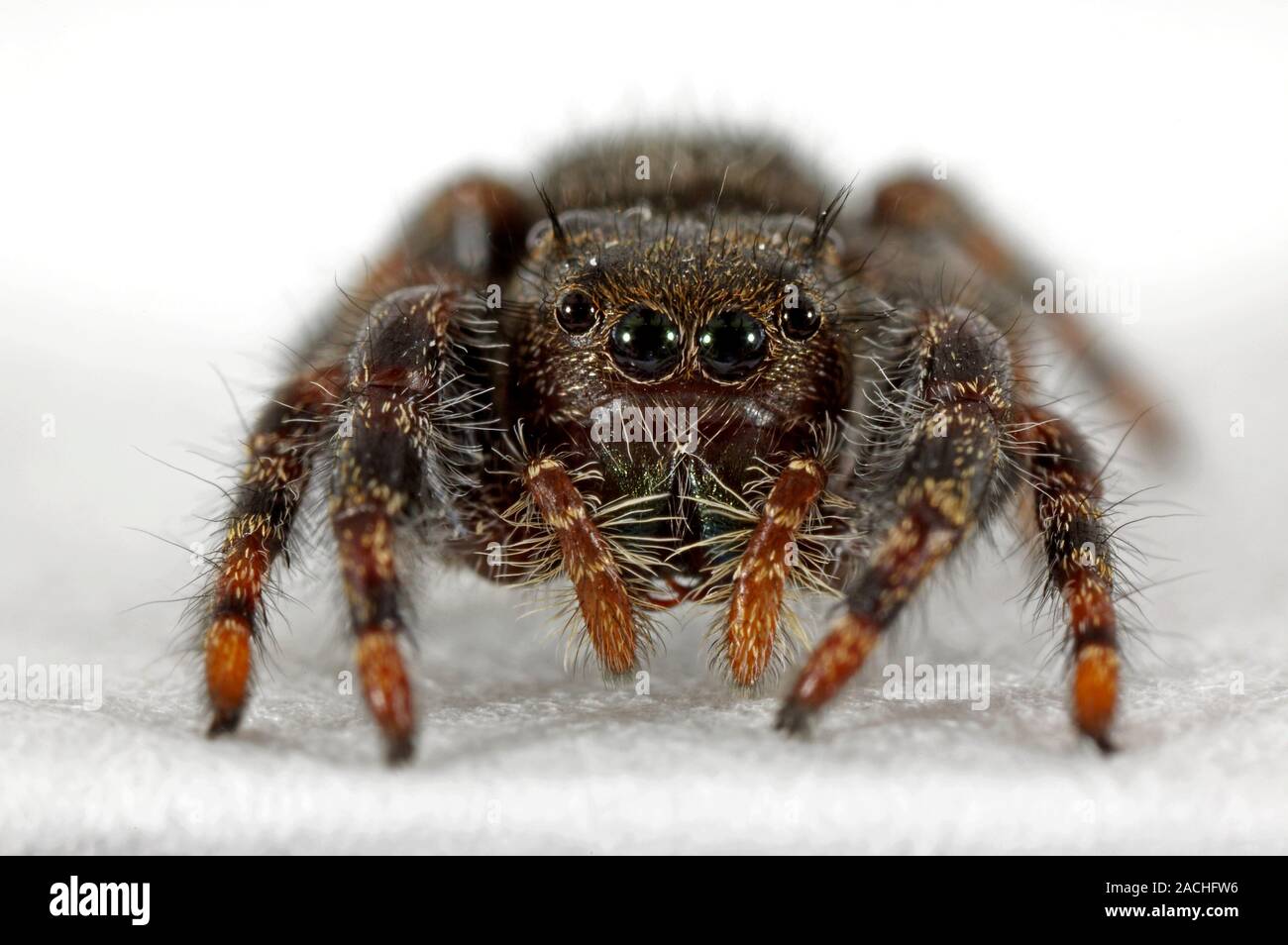 Daring jumping spider (Phidippus audax Stock Photo - Alamy