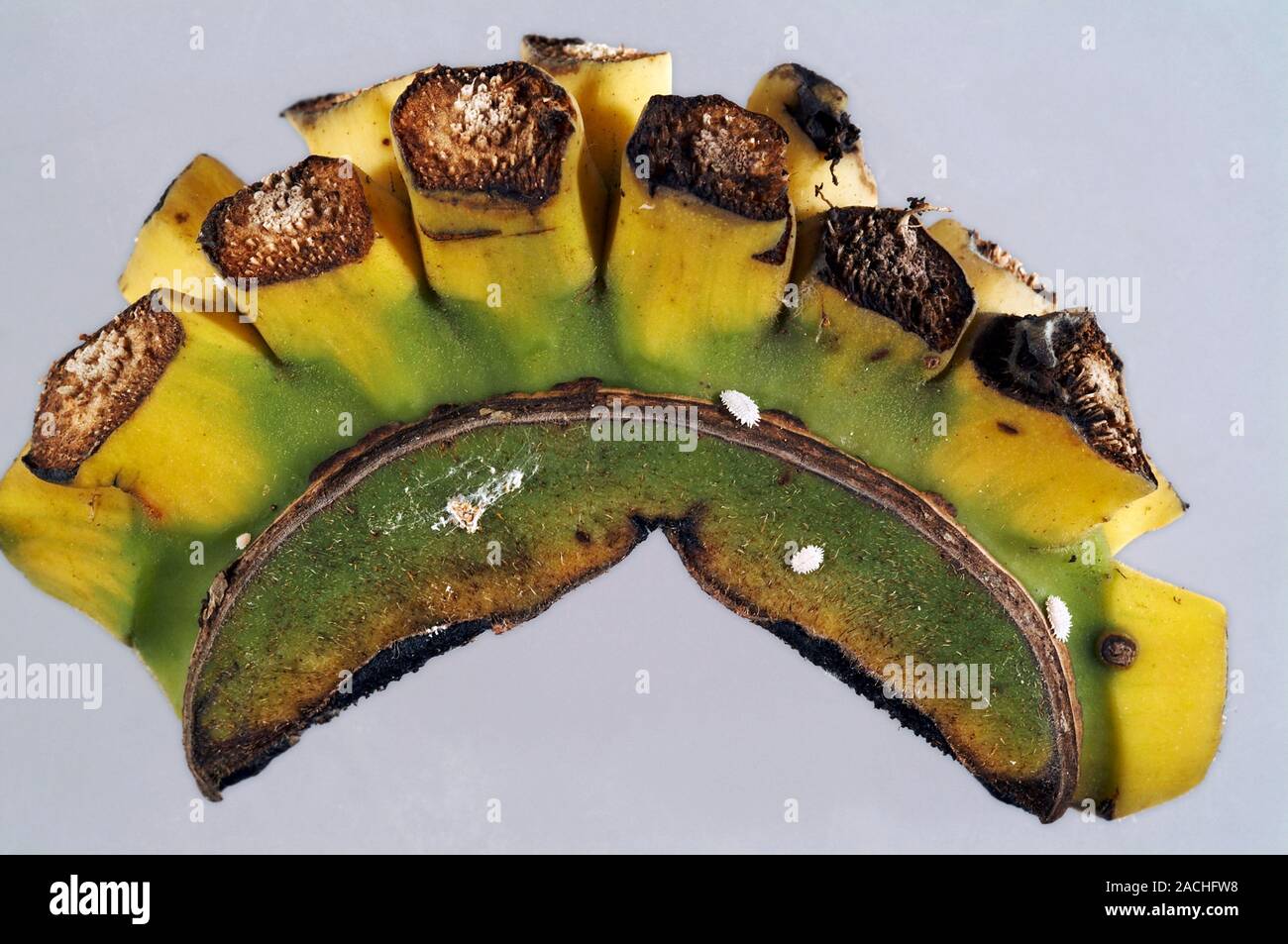 Diseased bananas. Bunch of bananas infected with Planococcus musae ...