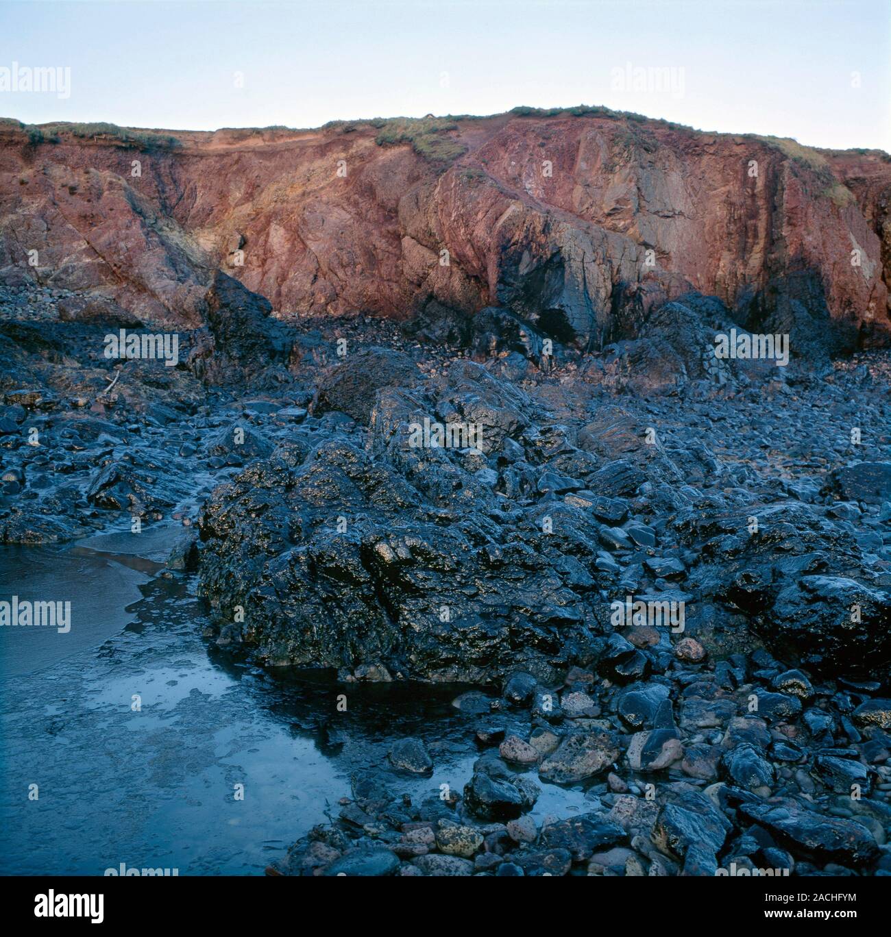 Oil pollution. Oil covered seashore after the Sea Empress disaster. The ...