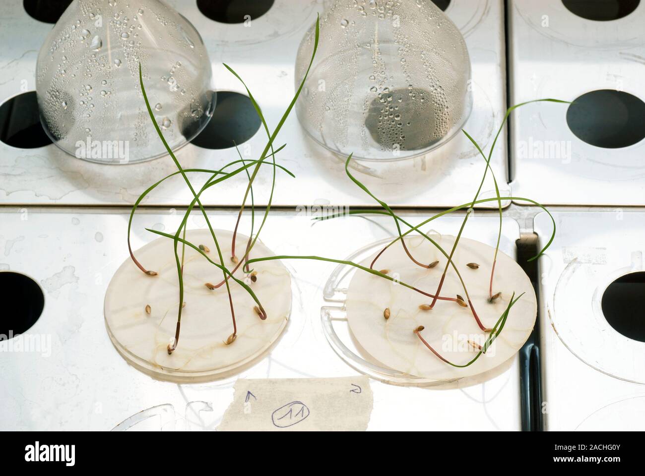Sprouting seeds. Bird seed sprouting in a laboratory Stock Photo - Alamy