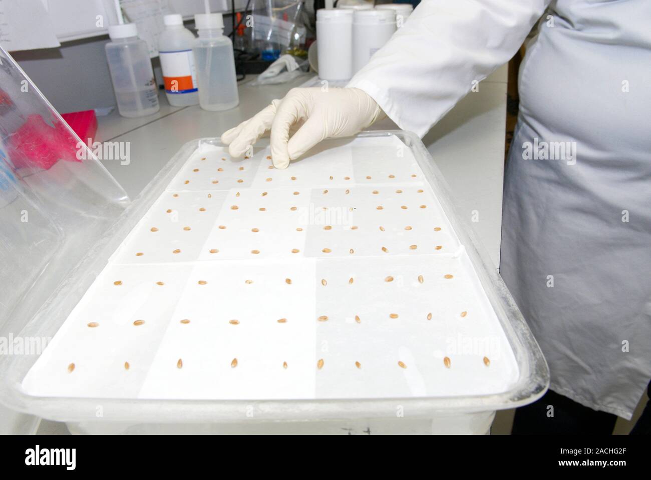 Seed research. Technician laying out seeds in a box at a laboratory ...