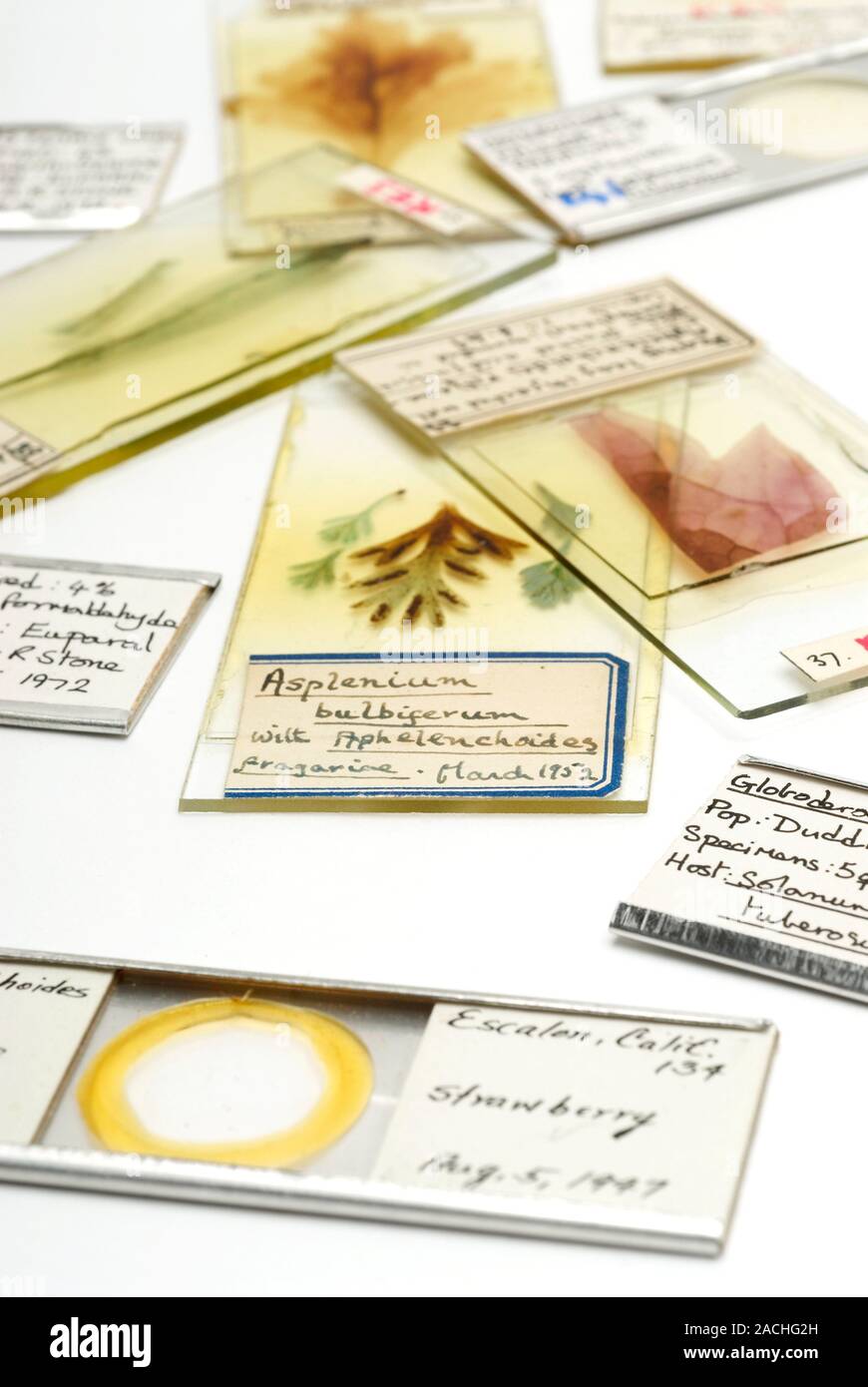 Historical slides collection. Assortment of slides made during the 20th ...