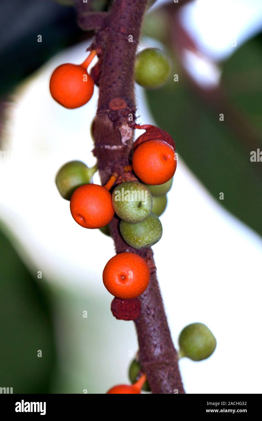 Ficus villosa berries Stock Photo - Alamy